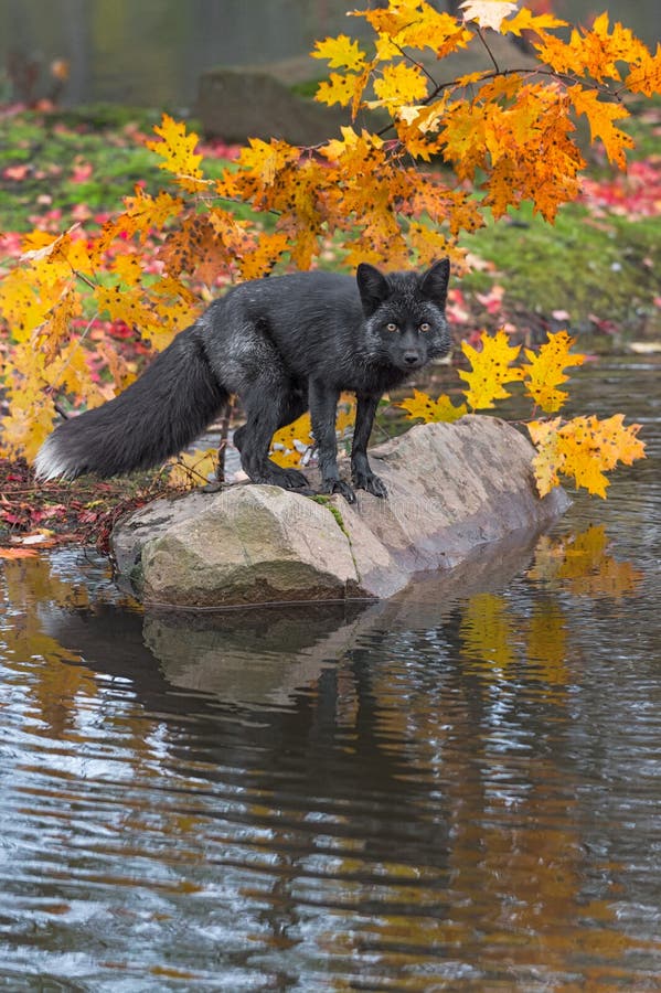 Silver Fox Vulpes Vulpes Looks Out from Rock Reflected Autumn Stock ...