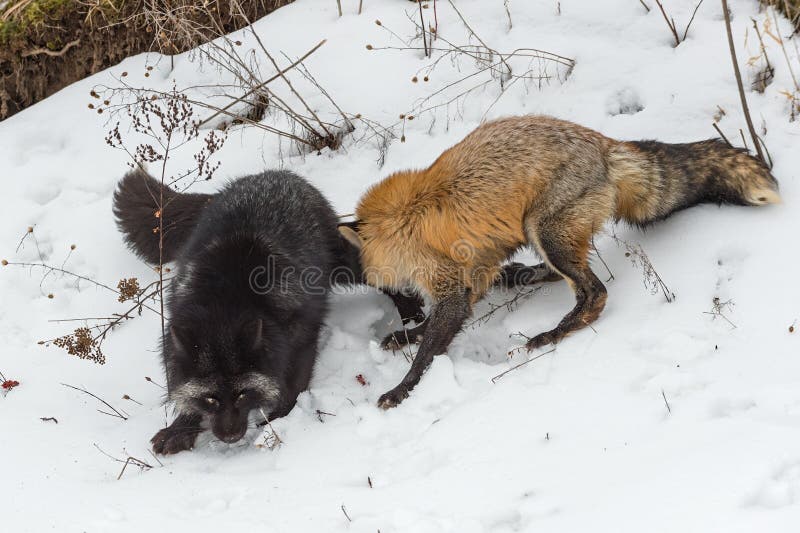 Silver Fox Vulpes Vulpes and Red Fox Together Winter Stock Photo ...