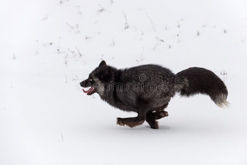Silver Fox Vulpes Vulpes Runs Left Full Out Winter Stock Photo - Image ...