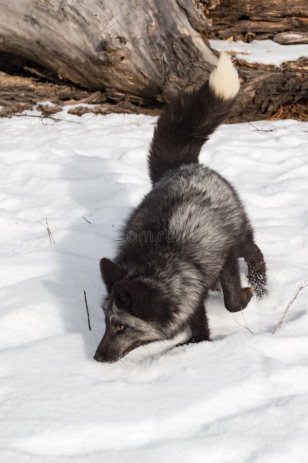 Silver Fox Vulpes Vulpes Runs Left Tail Up Winter Stock Image - Image ...