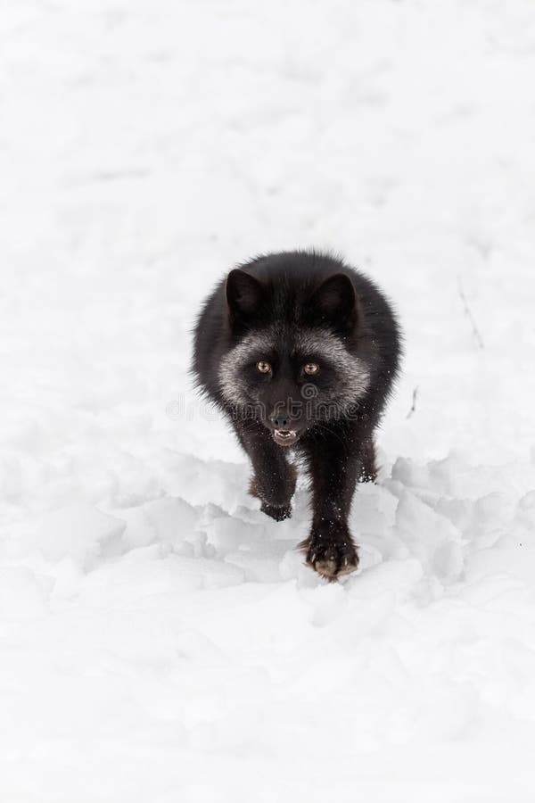 556 Silver Fox Snow Stock Photos - Free & Royalty-Free Stock Photos ...