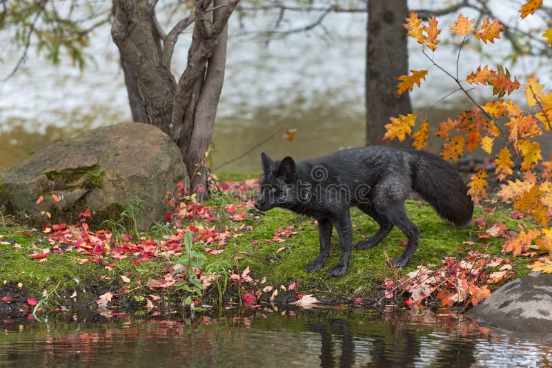 Silver Fox Vulpes Vulpes on Shoreline of Island Autumn Stock Photo ...