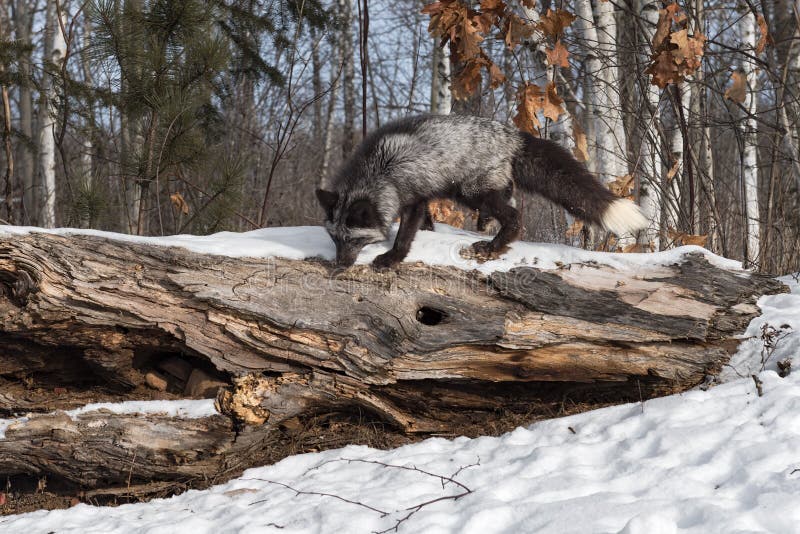 Silver Fox Vulpes Vulpes Sniffs Atop Log Winter Stock Image - Image of ...