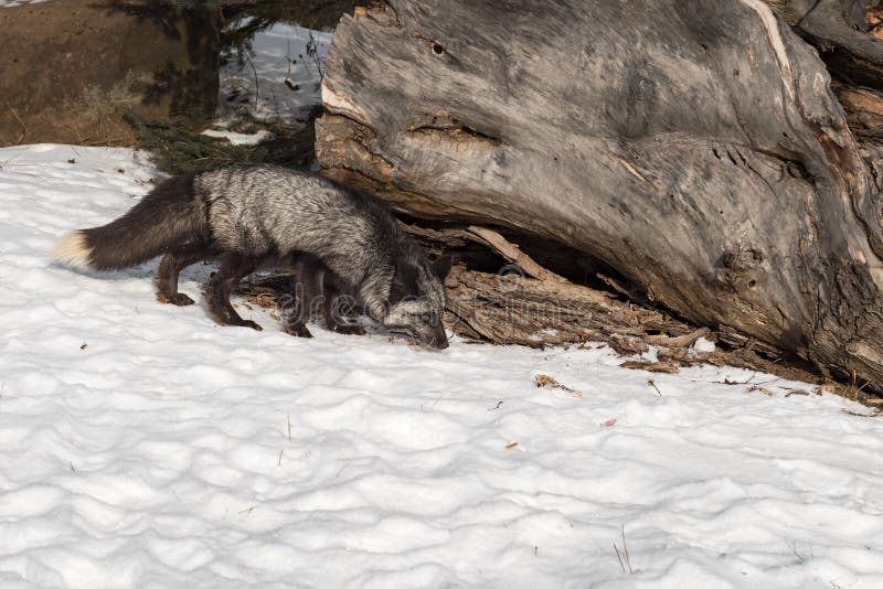 550 Silver Fox Snow Stock Photos - Free & Royalty-Free Stock Photos ...