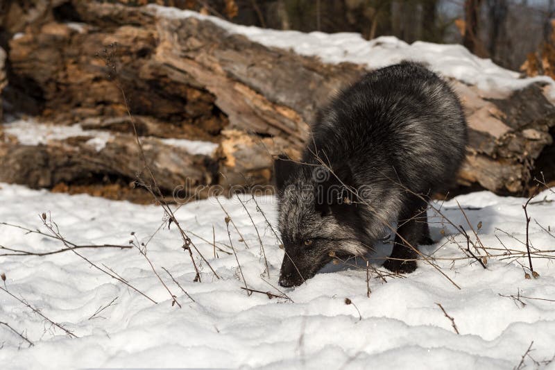 Silver Fox Vulpes Vulpes Sniffs at Snowy Ground Winter Stock Photo ...