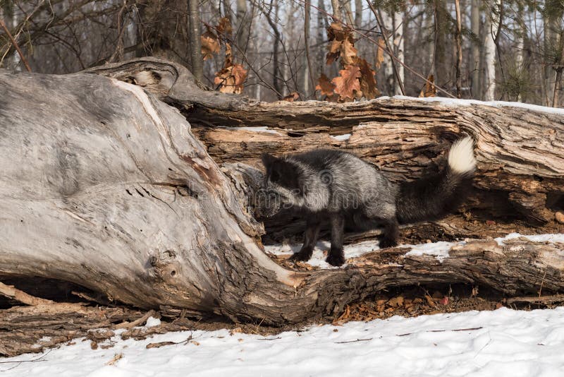Silver Fox Vulpes Vulpes Squats Inside Log Winter Stock Image - Image ...