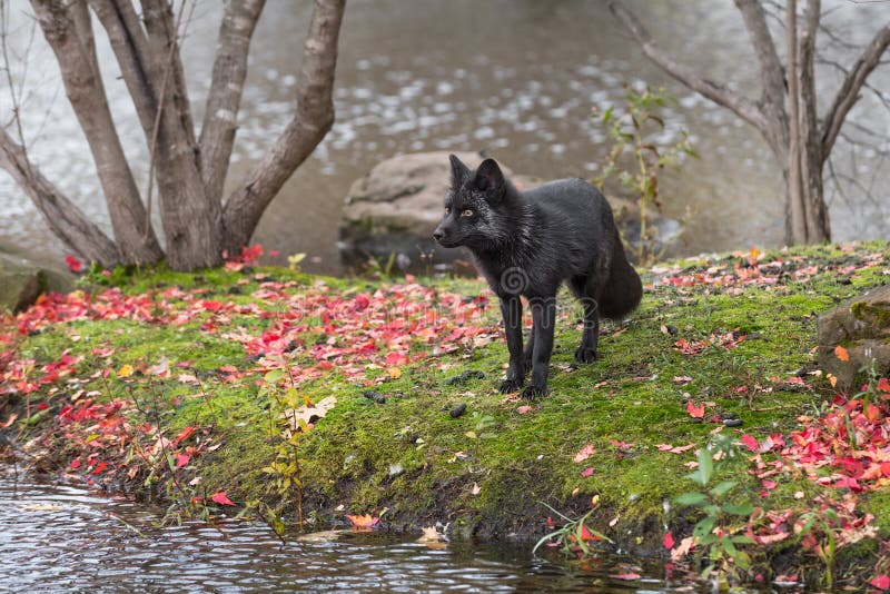 Silver Fox Vulpes Vulpes Stands on Island Looking Left Autumn Stock ...