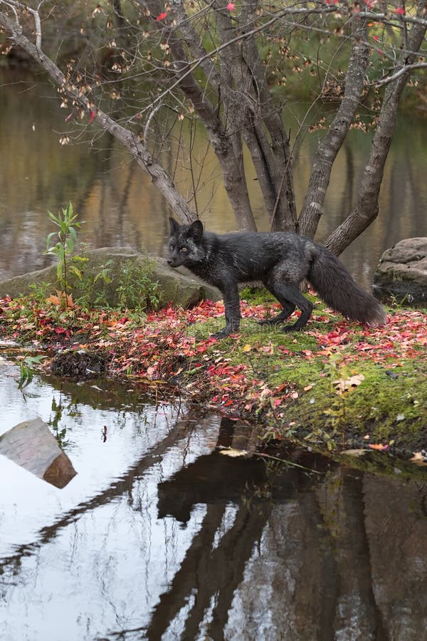Silver Fox (Vulpes Vulpes) Stands Looking Left on Island Reflected ...