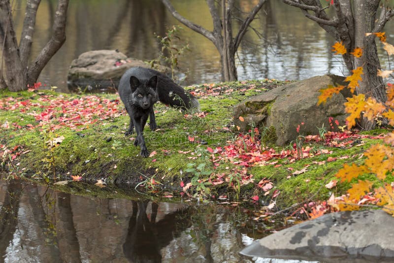 Silver Fox Vulpes Vulpes Step Turns on Island Autumn Stock Photo ...