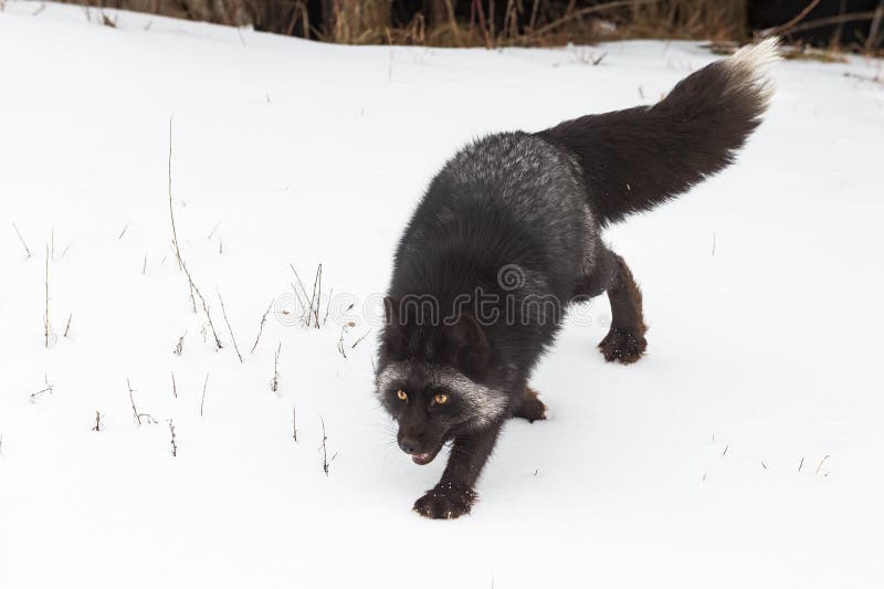 Silver Fox Vulpes Vulpes Steps Down Embankment Winter Stock Image ...