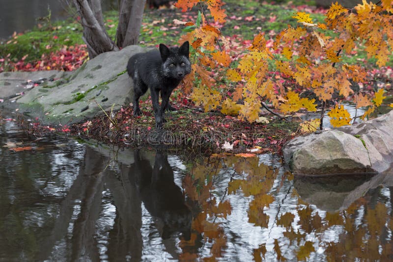 Silver Fox Vulpes Vulpes Steps Forward To Edge of Island Reflected ...