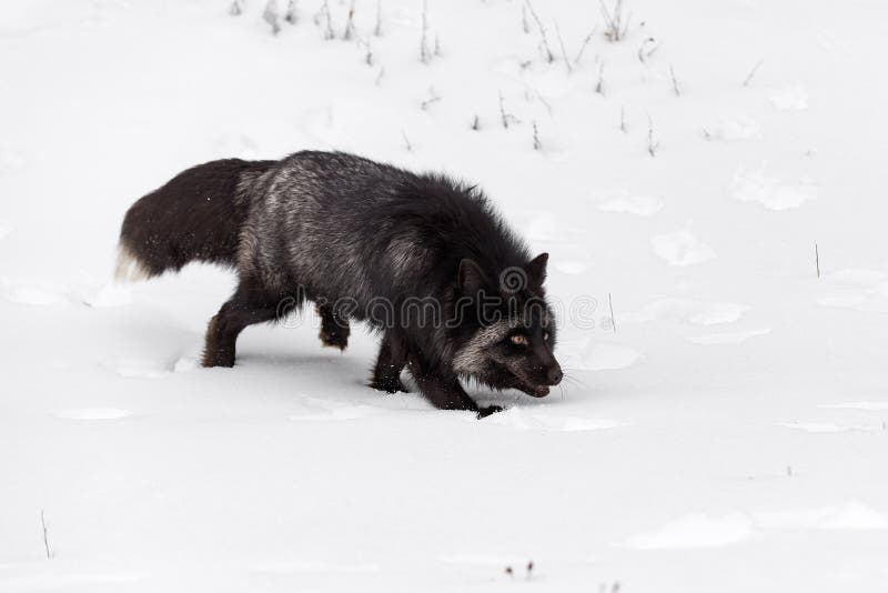 Silver Fox Vulpes Vulpes Steps Right through Snow Back Paw Up Winter ...