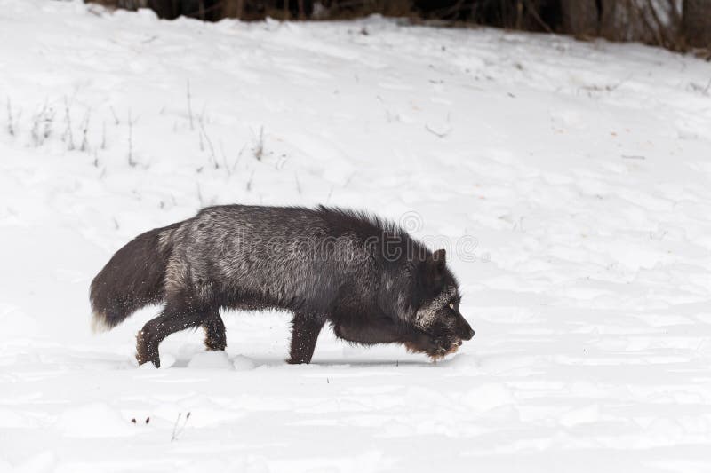 Silver Fox (Vulpes Vulpes) Stomps Right Winter Stock Image - Image of ...