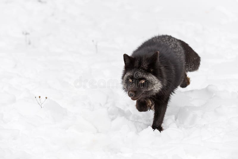 Silver Fox Vulpes Vulpes Trots Forward and Left Winter Stock Photo ...