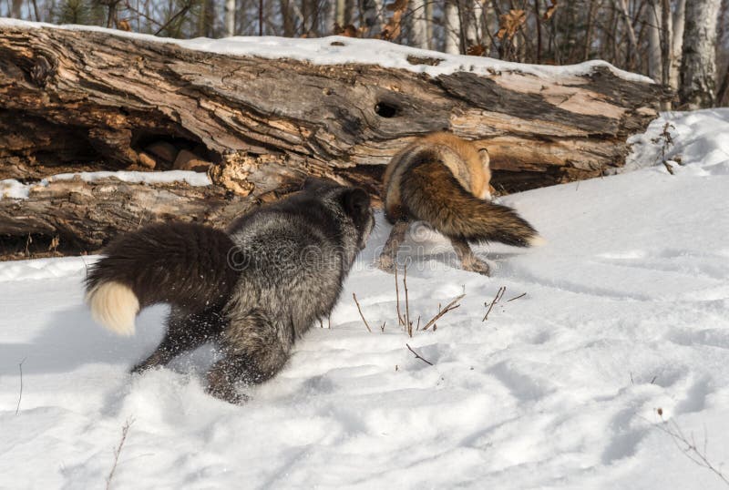 Amber Phase Red Fox Vulpes Vulpes Dips Mouth into Water Reflected ...