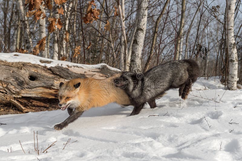 Amber Phase Red Fox Vulpes Vulpes Turns Looking Over Water Reflected ...