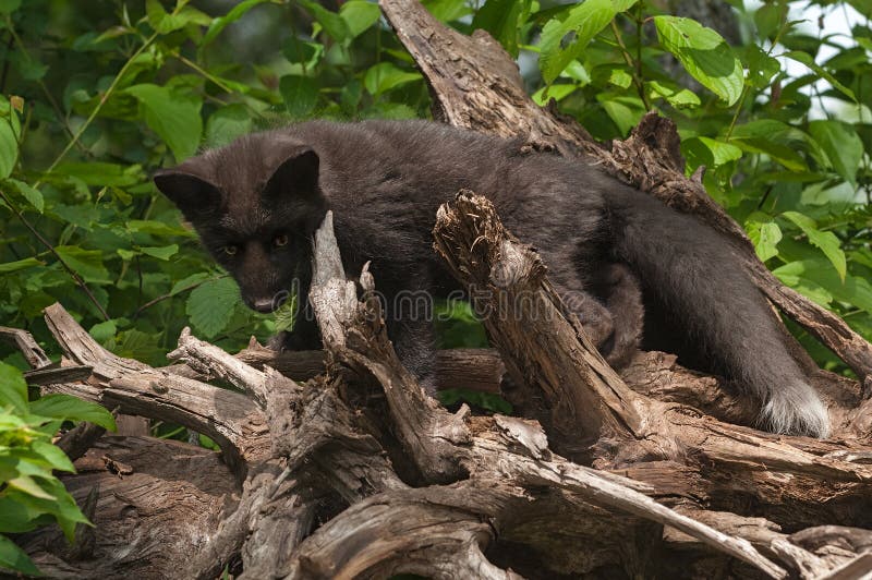 Young Silver Fox (Vulpes Vulpes) Stands on Roots with One Ear Ba Stock ...
