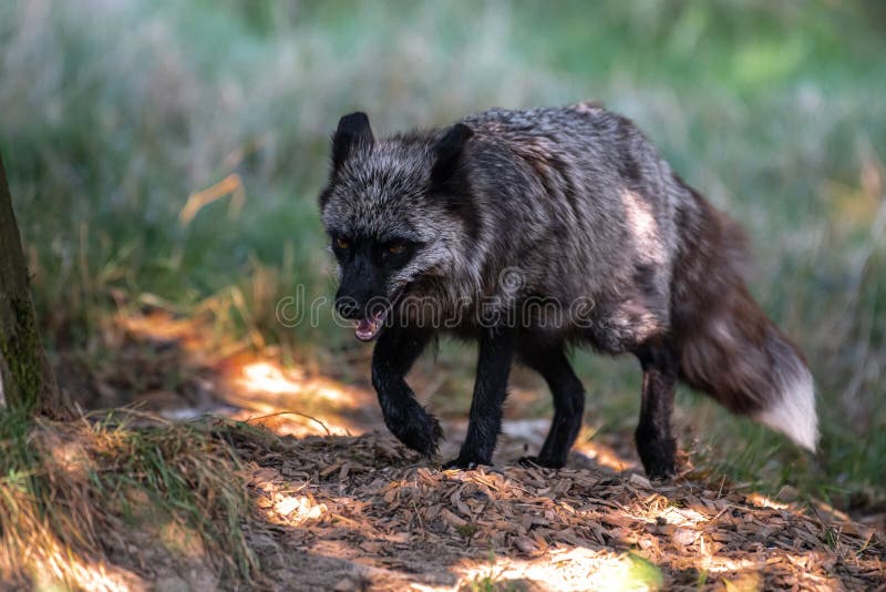 Silver Fox, a Melanistic Variety of Red Fox Stock Photo - Image of ...