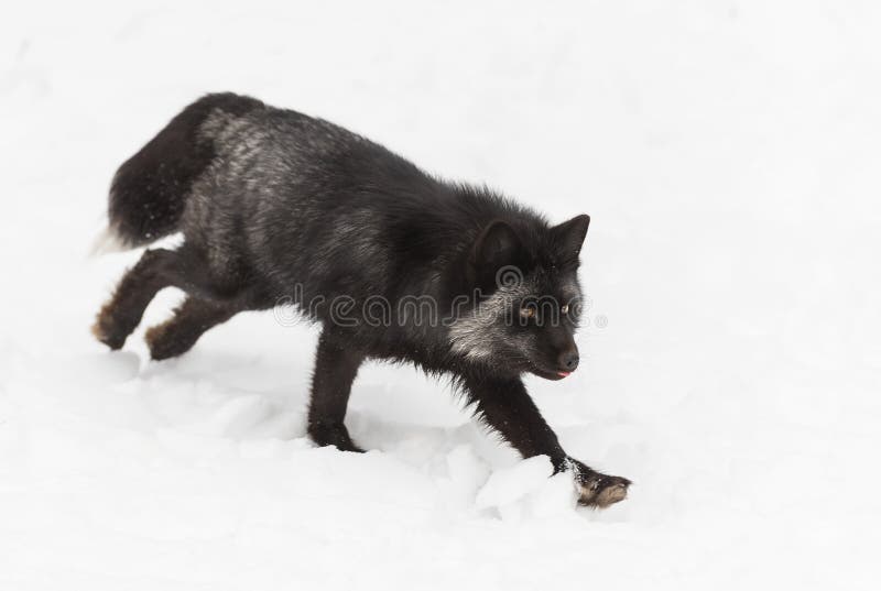 Silver Fox Vulpes Vulpes Runs Stock Photo - Image of animal, vulpes ...