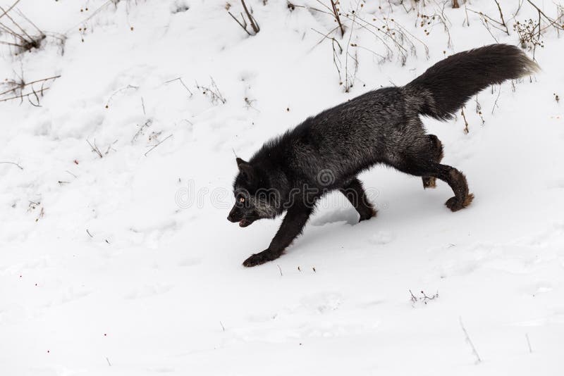 Silver Fox Vulpes Vulpes Walks Down Embankment Winter Stock Photo ...