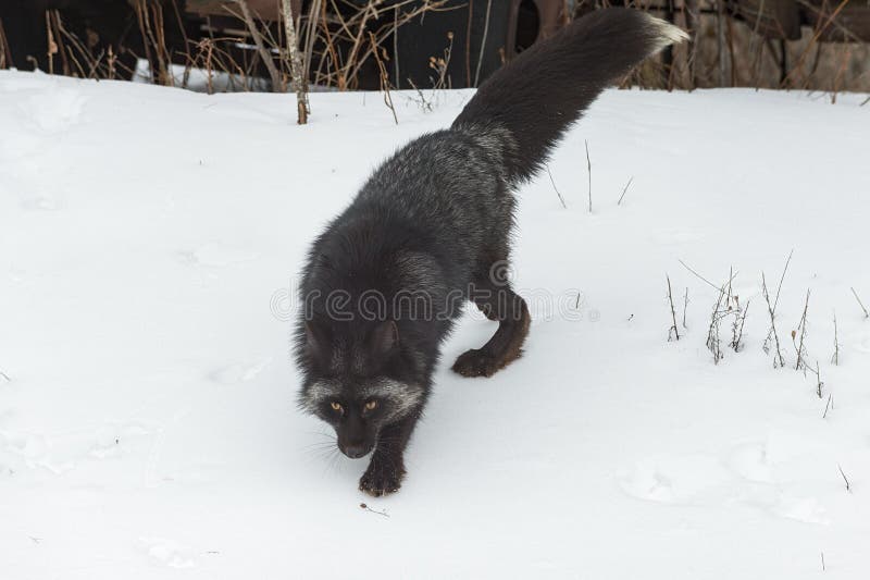 Silver Fox (Vulpes Vulpes) Walks Forward Down Embankment Winter Stock ...