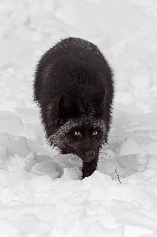556 Silver Fox Snow Stock Photos - Free & Royalty-Free Stock Photos ...