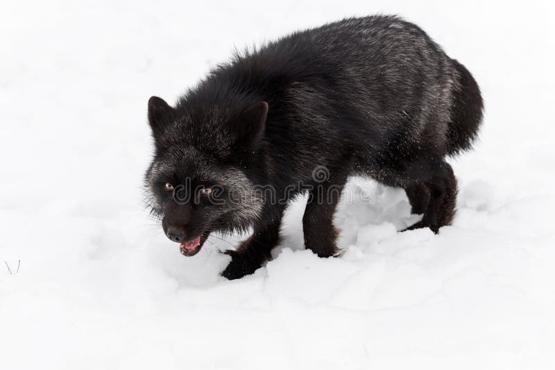 Silver Fox Vulpes Vulpes Looks Up on Island Autumn Stock Image - Image ...