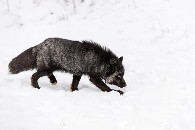 Silver Fox Vulpes Vulpes Walks Right Nose Down Winter Stock Photo ...