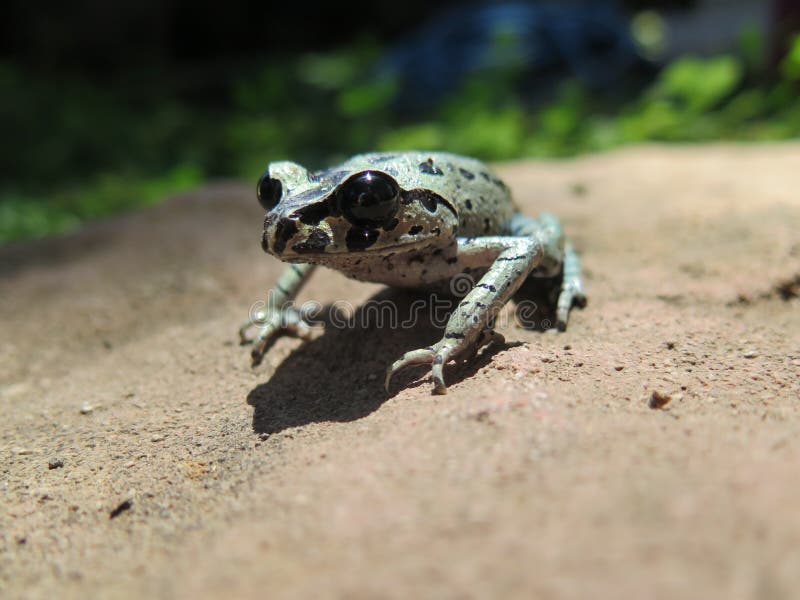 Silver frog - fashionista stock photo. Image of silver - 111735910