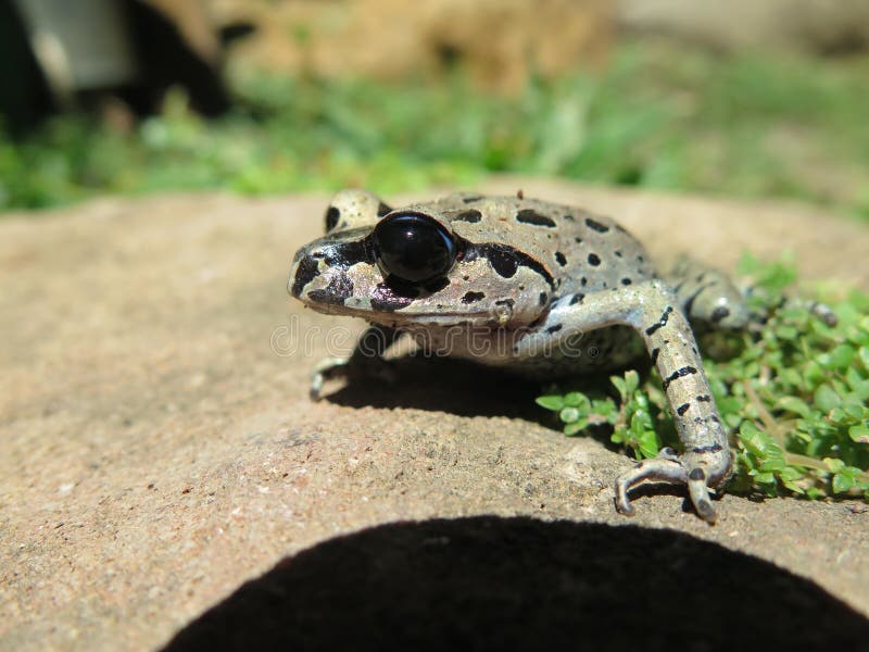 Silver Frog Toad Blue Eye Exotic Wildlife Stock Photo - Image of frog ...