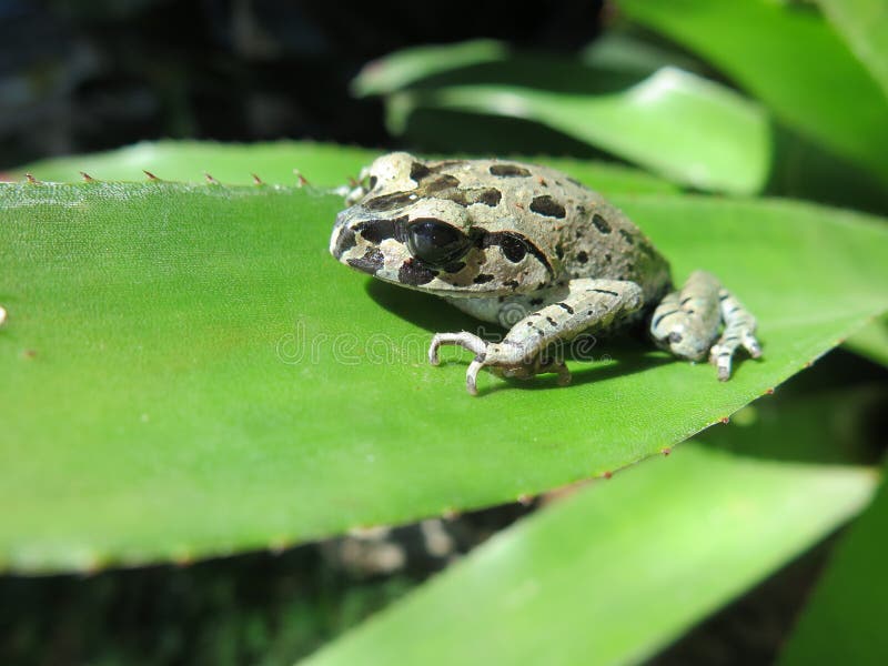 Silver Frog Toad Blue Eye Exotic Wildlife Stock Image - Image of animal ...