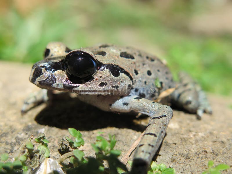 Silver Frog Toad Blue Eye Exotic Wildlife Stock Image - Image of animal ...
