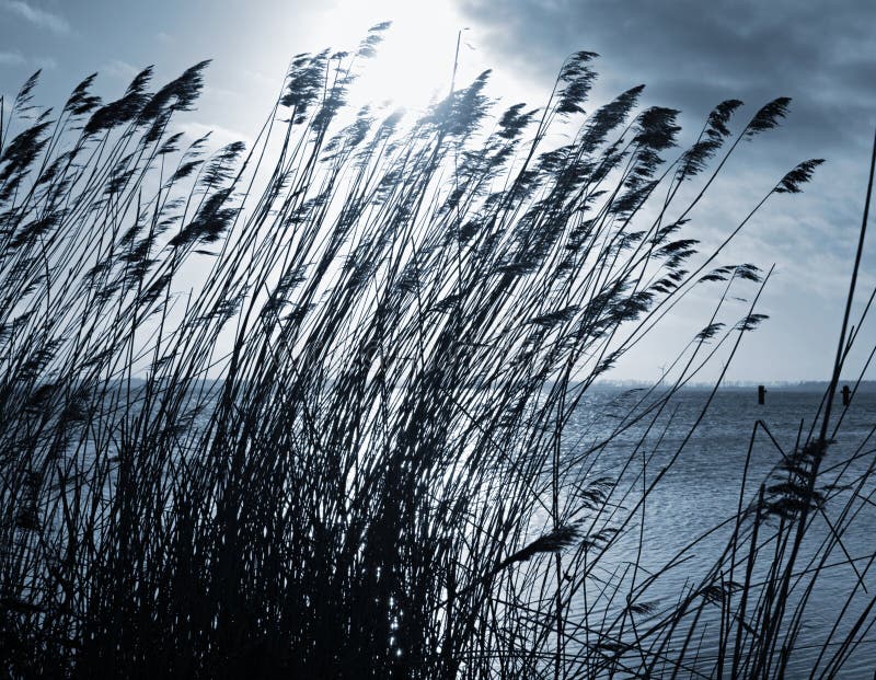 Silver Full Moon Night Above Lake Stock Image - Image of bird, blurred ...