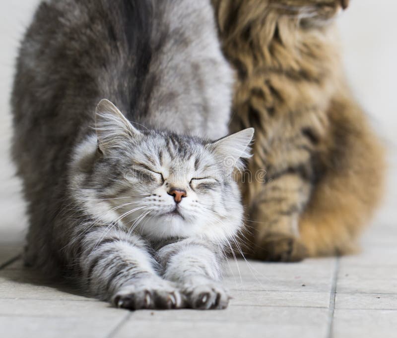 Silver Furry Cat of Siberian Breed Stretching Time Stock Image - Image ...