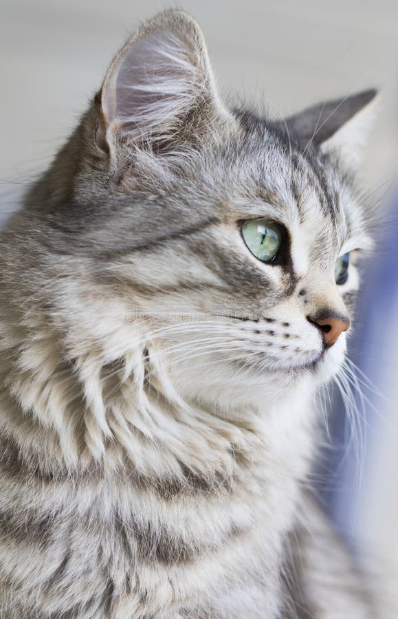 Silver Furry Cat of Siberian Breed at the Window Stock Image - Image of ...