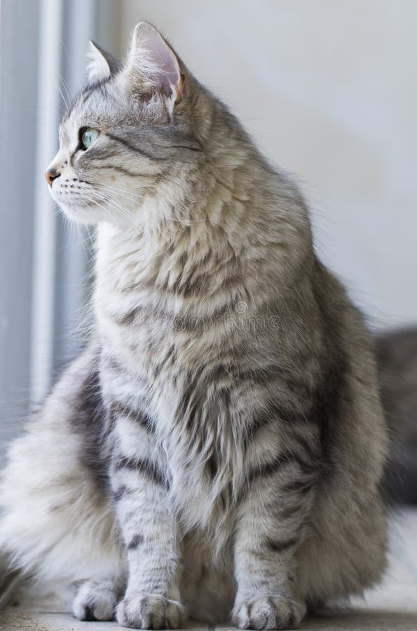 Silver Furry Cat of Siberian Breed at the Window Stock Image - Image of ...