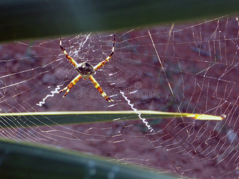 Silver garden spider stock image. Image of environment - 89748085
