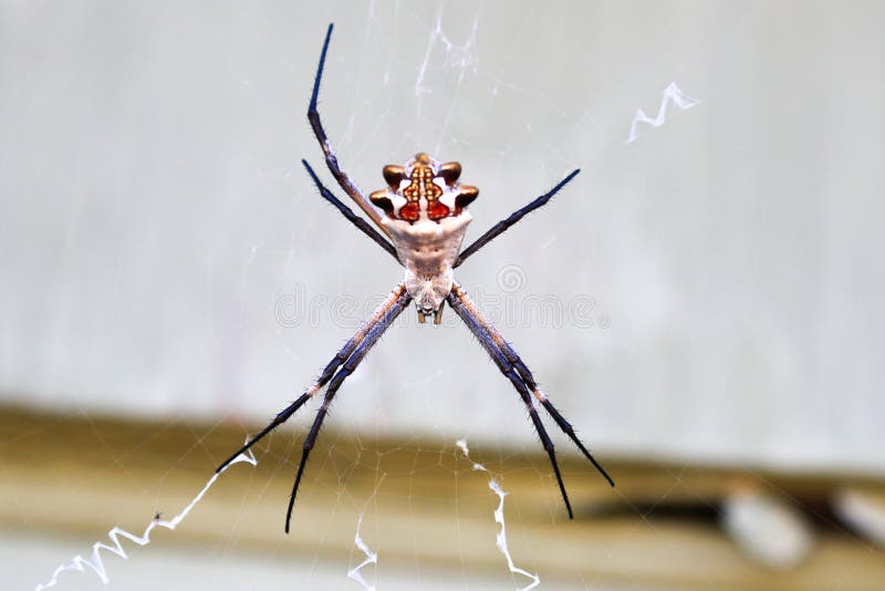 Silver Garden Spider Making Web Stock Photo - Image of spinning, creepy ...