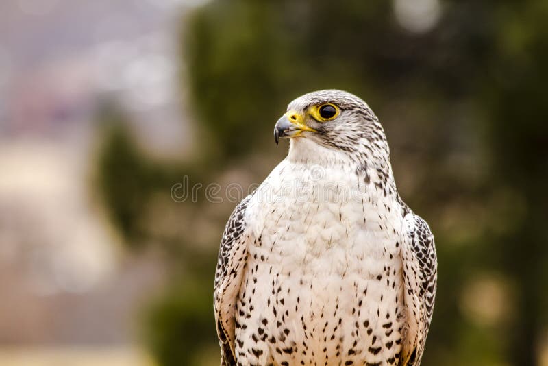 Silver Gerfalcon in WInter Setting Stock Image - Image of closeup, face ...