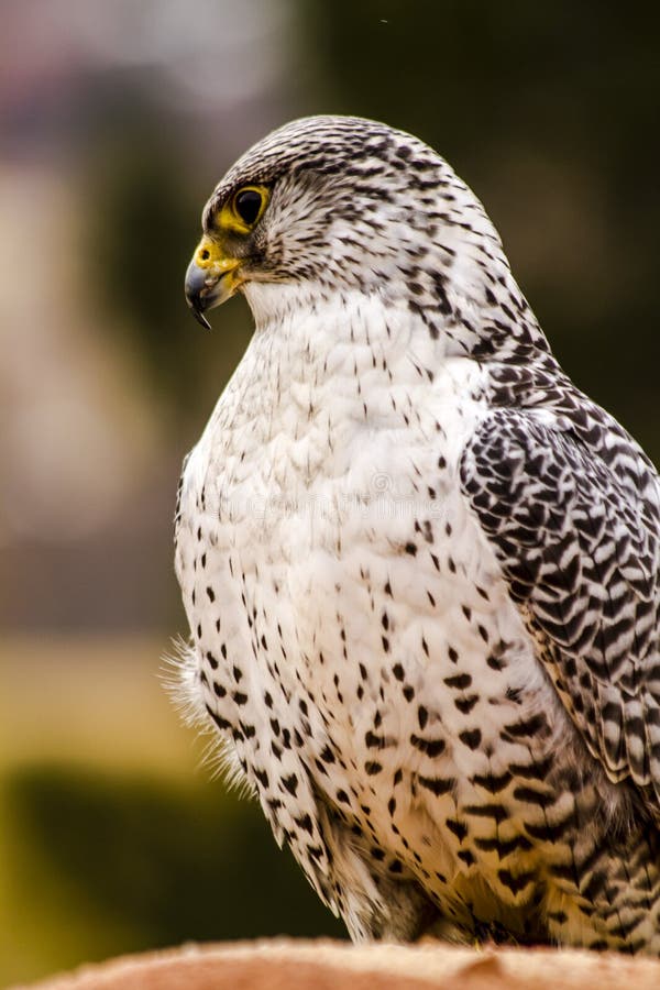 Silver Gerfalcon in WInter Setting Stock Image - Image of eyes ...