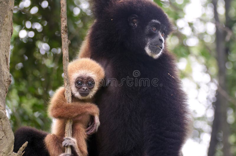 Gibbon family Hylobatidae stock photo. Image of alone - 188233358