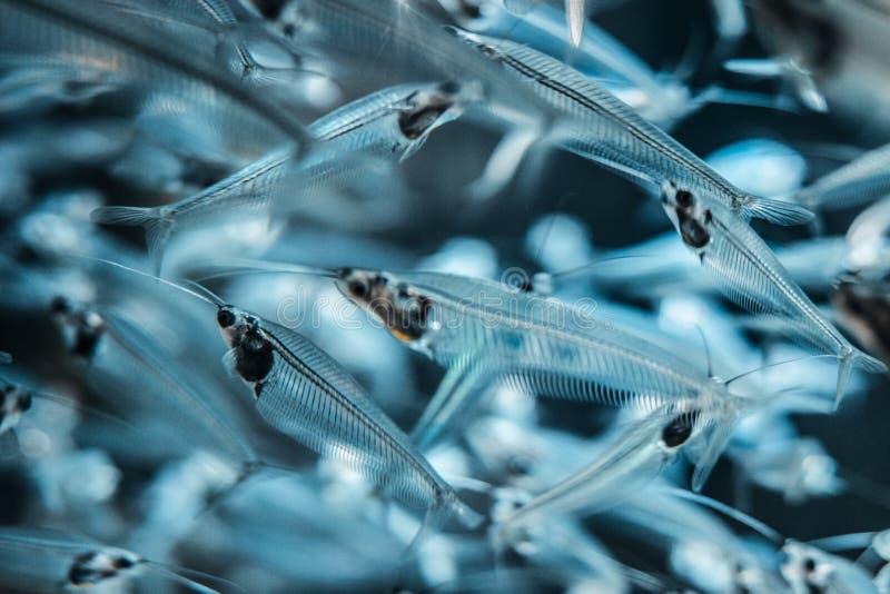 Silver Glass Catfish Closeup in Dubai Mall Aquarium Stock Photo - Image ...