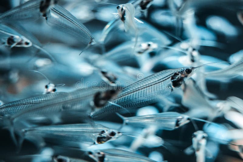Silver Glass Catfish Closeup in Dubai Mall Aquarium Stock Photo - Image ...