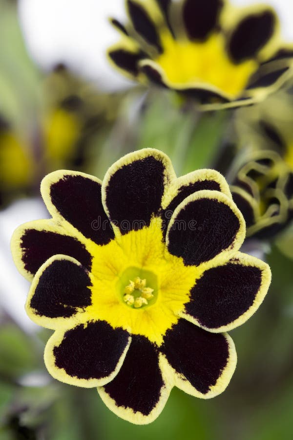 Single Silver and Gold-laced Primrose Stock Photo - Image of detail ...