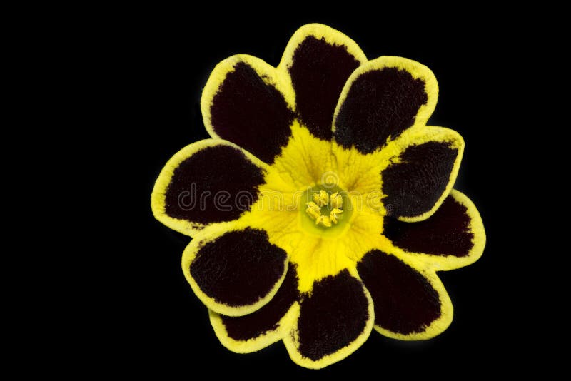 Silver and Gold-laced Primrose on Black Background Stock Image - Image ...