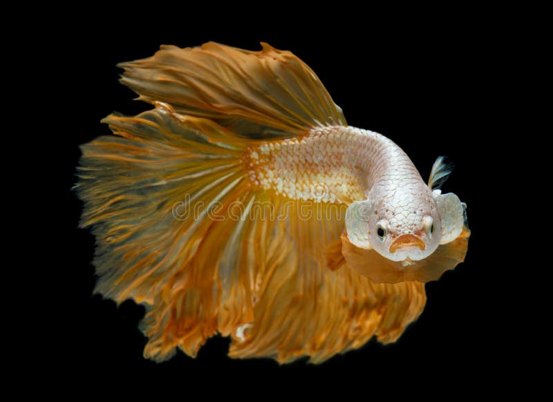 Half moon nemo betta fish stock photo. Image of exotic - 163972582