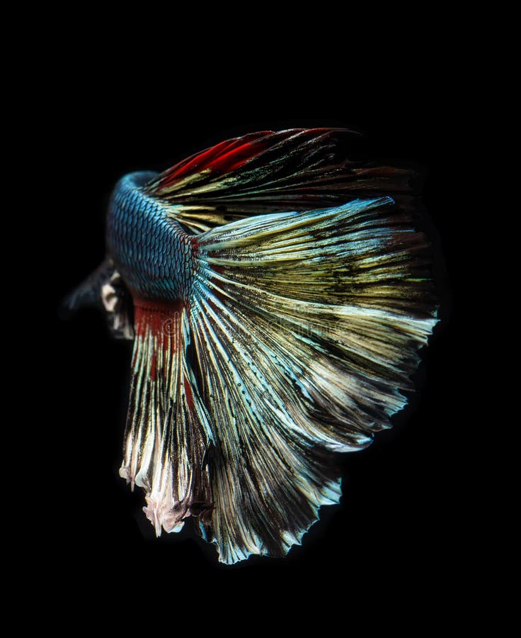 Silver Golden Copper Color Betta Fish Stock Photos - Free & Royalty ...