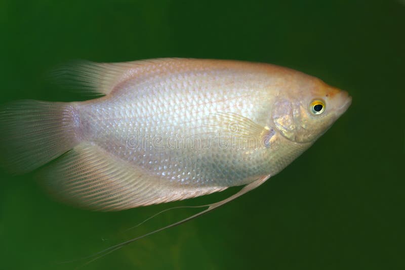 Silver Gourami fish stock photo. Image of nature, freshwater - 22549228