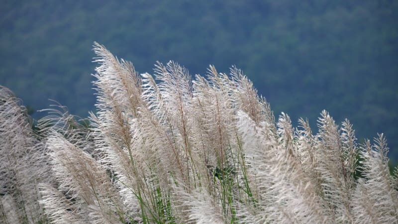 Silver Grass Flower Blowing in the Wind. Fall in Herb Meadow Stock ...