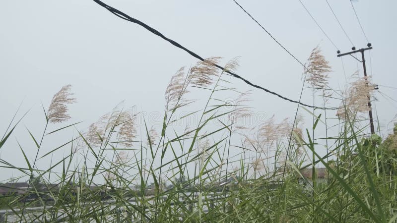 Silver Grass Blowing in the Wind with Blue Background Stock Footage ...